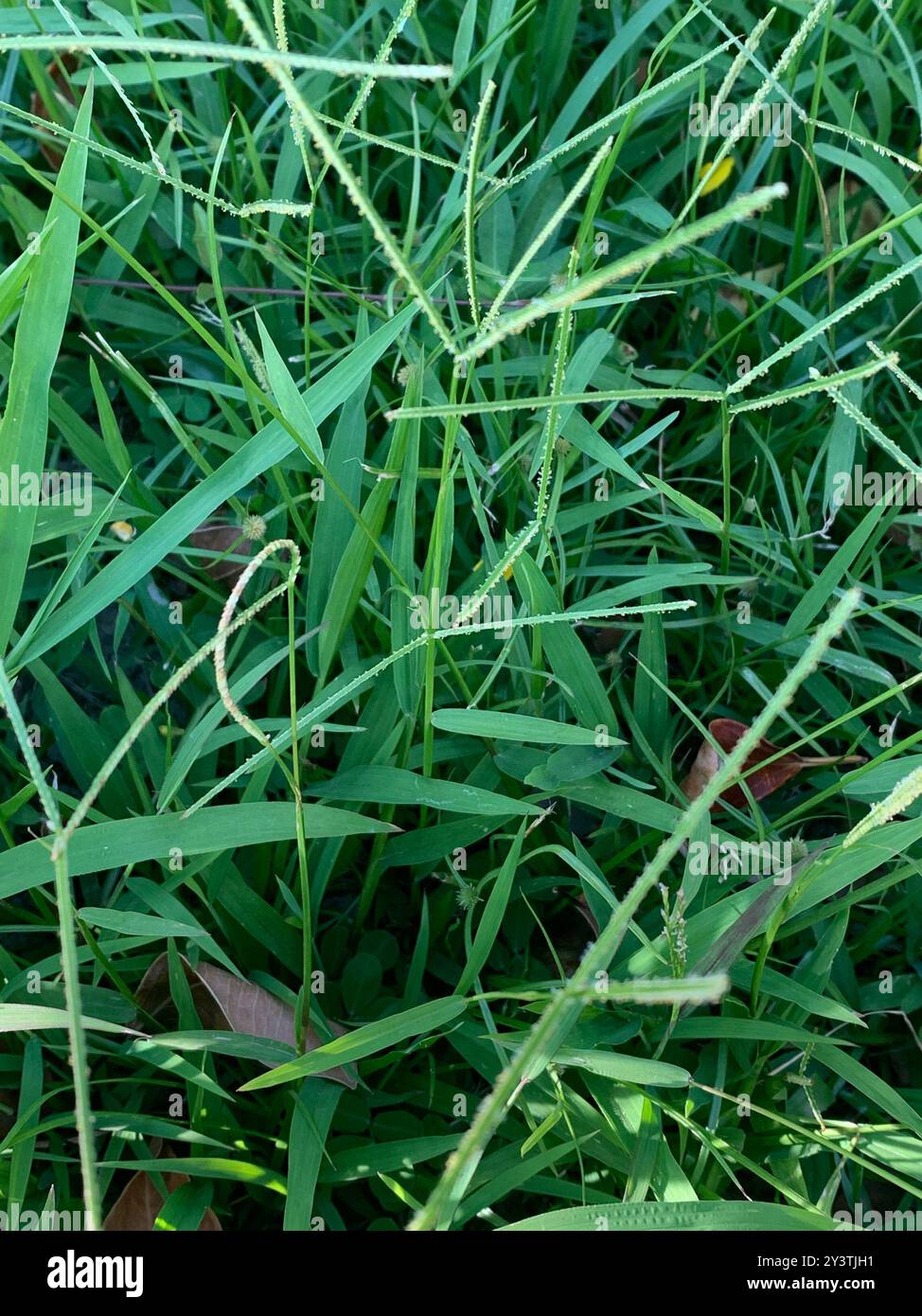 Hilograss (Paspalum conjugatum) Plantae Stock Photo - Alamy