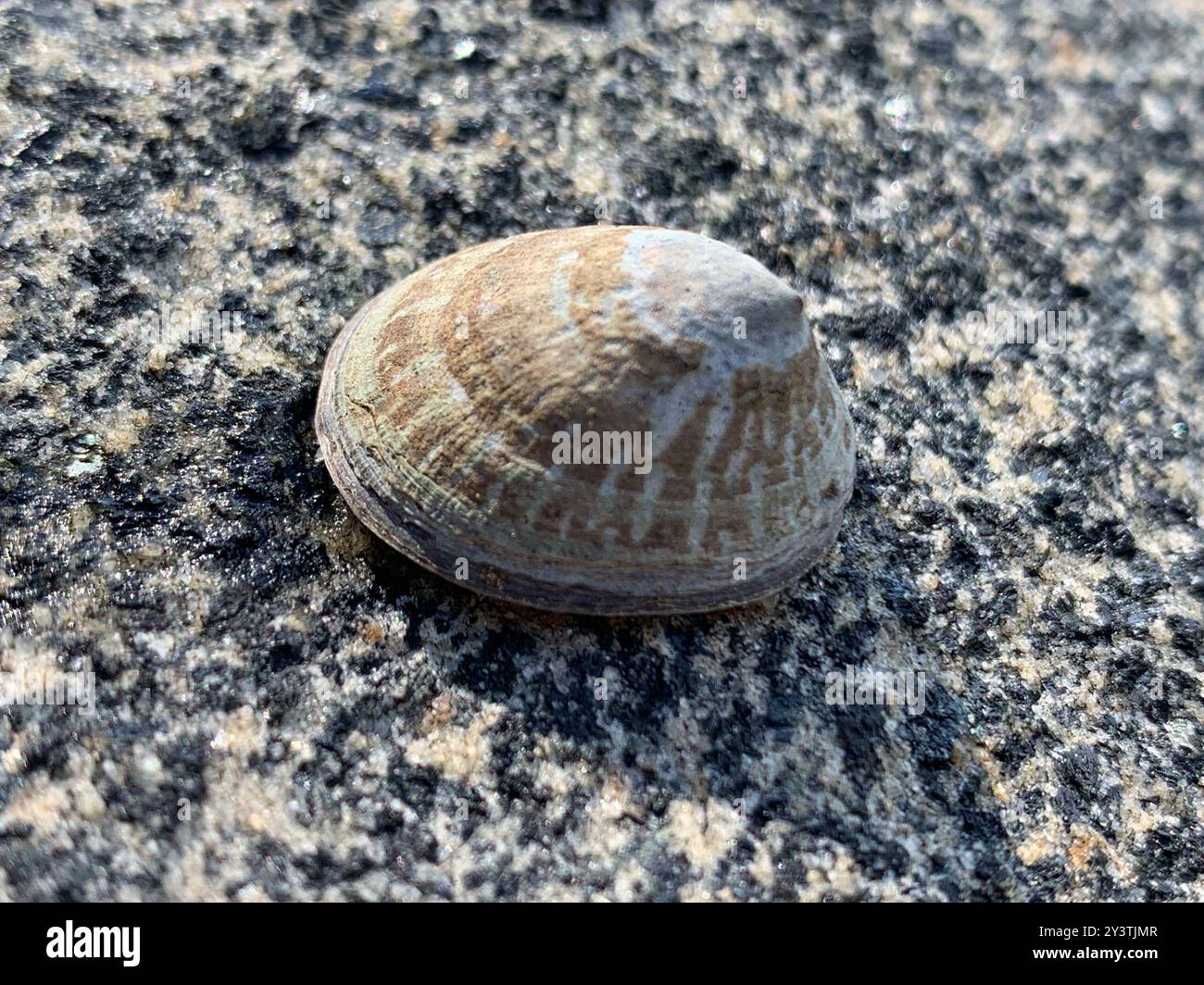 Mask Limpet (Lottia persona) Mollusca Stock Photo - Alamy