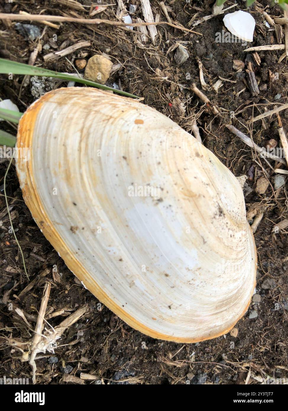 Soft-shelled Clam (Mya arenaria) Mollusca Stock Photo - Alamy