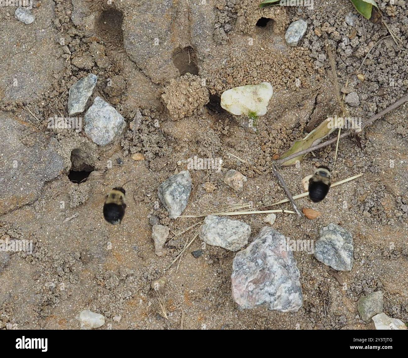 Abrupt digger hi-res stock photography and images - Alamy