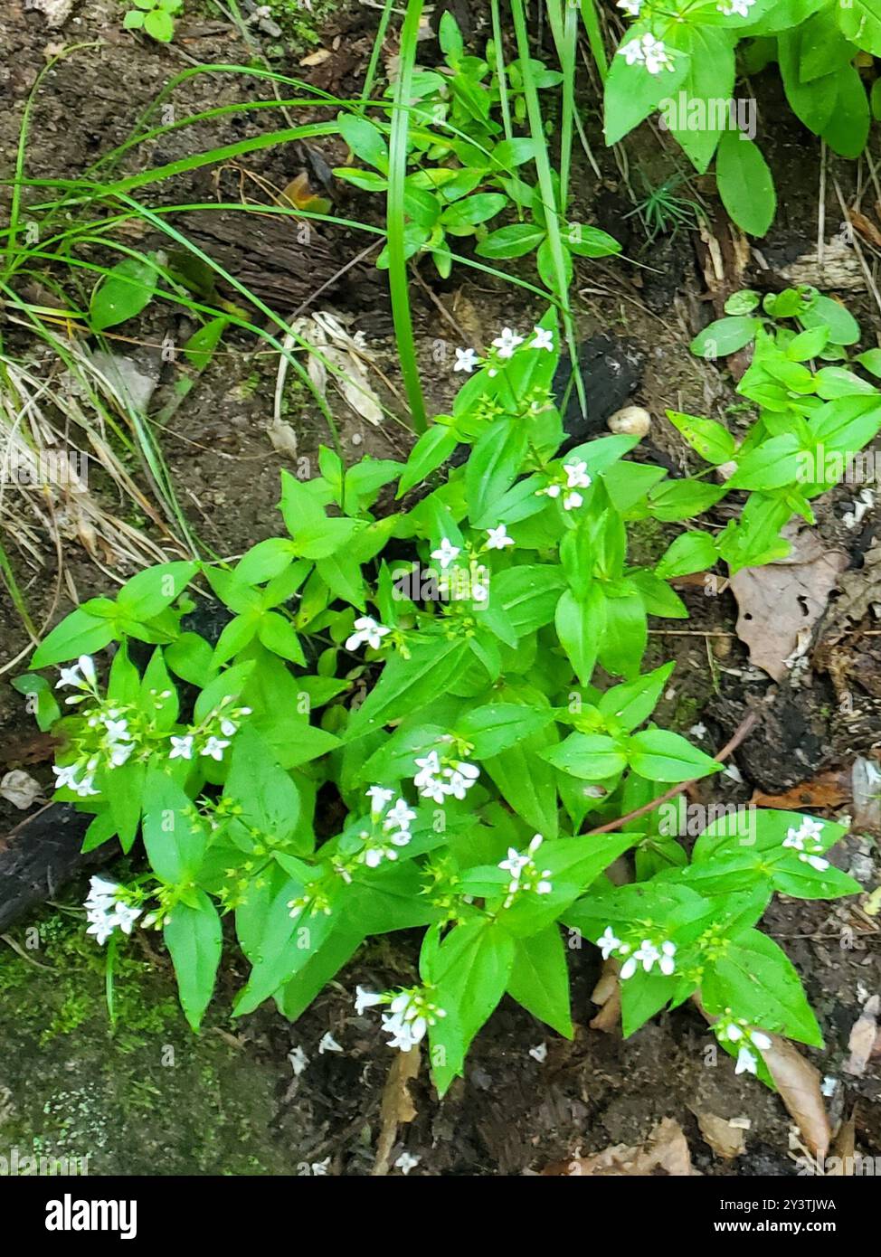 summer bluet (Houstonia purpurea) Plantae Stock Photo - Alamy