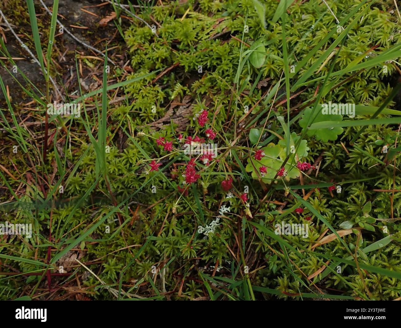 wood saxifrage (Saxifraga mertensiana) Plantae Stock Photo - Alamy