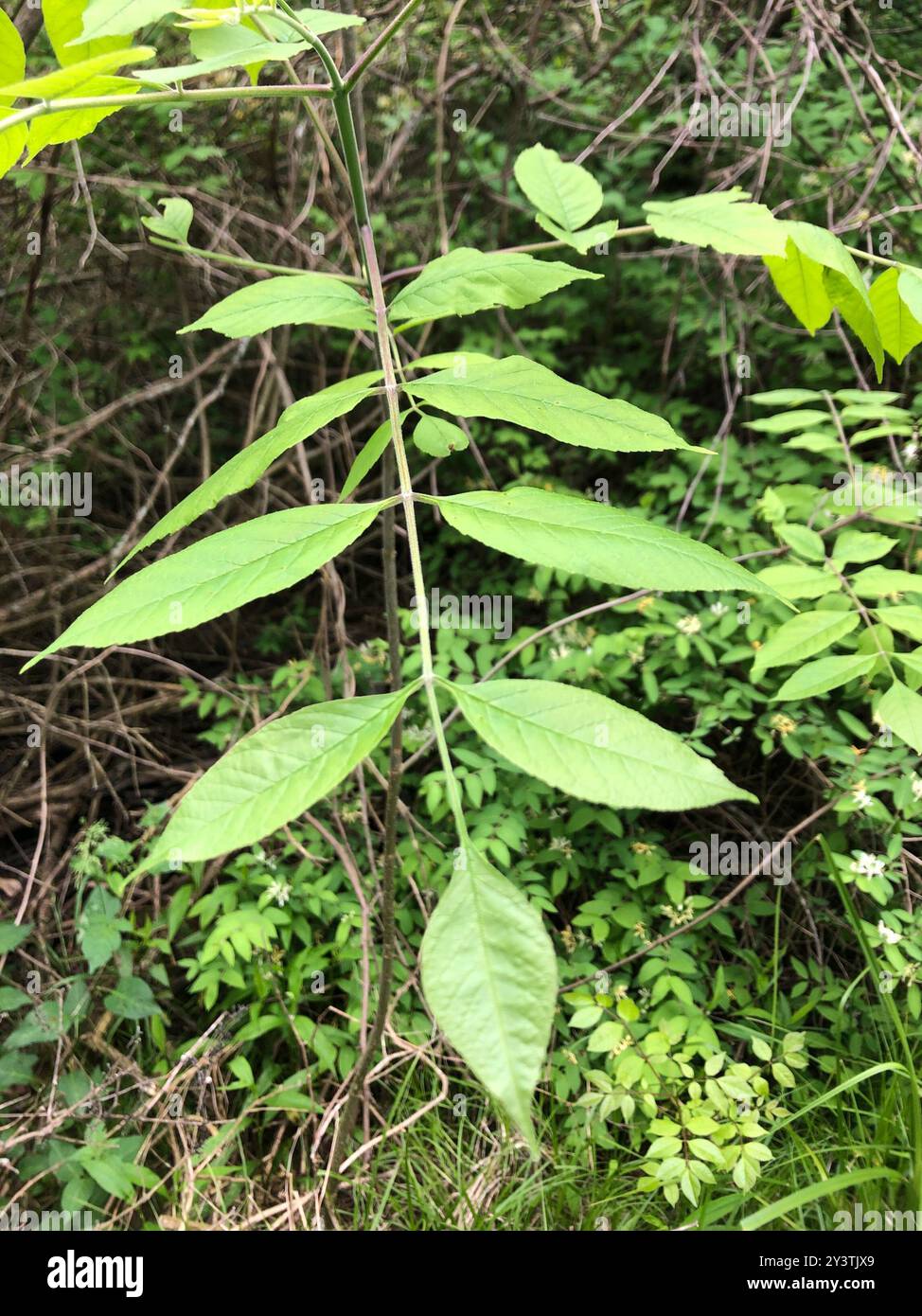 ashes (Fraxinus) Plantae Stock Photo - Alamy