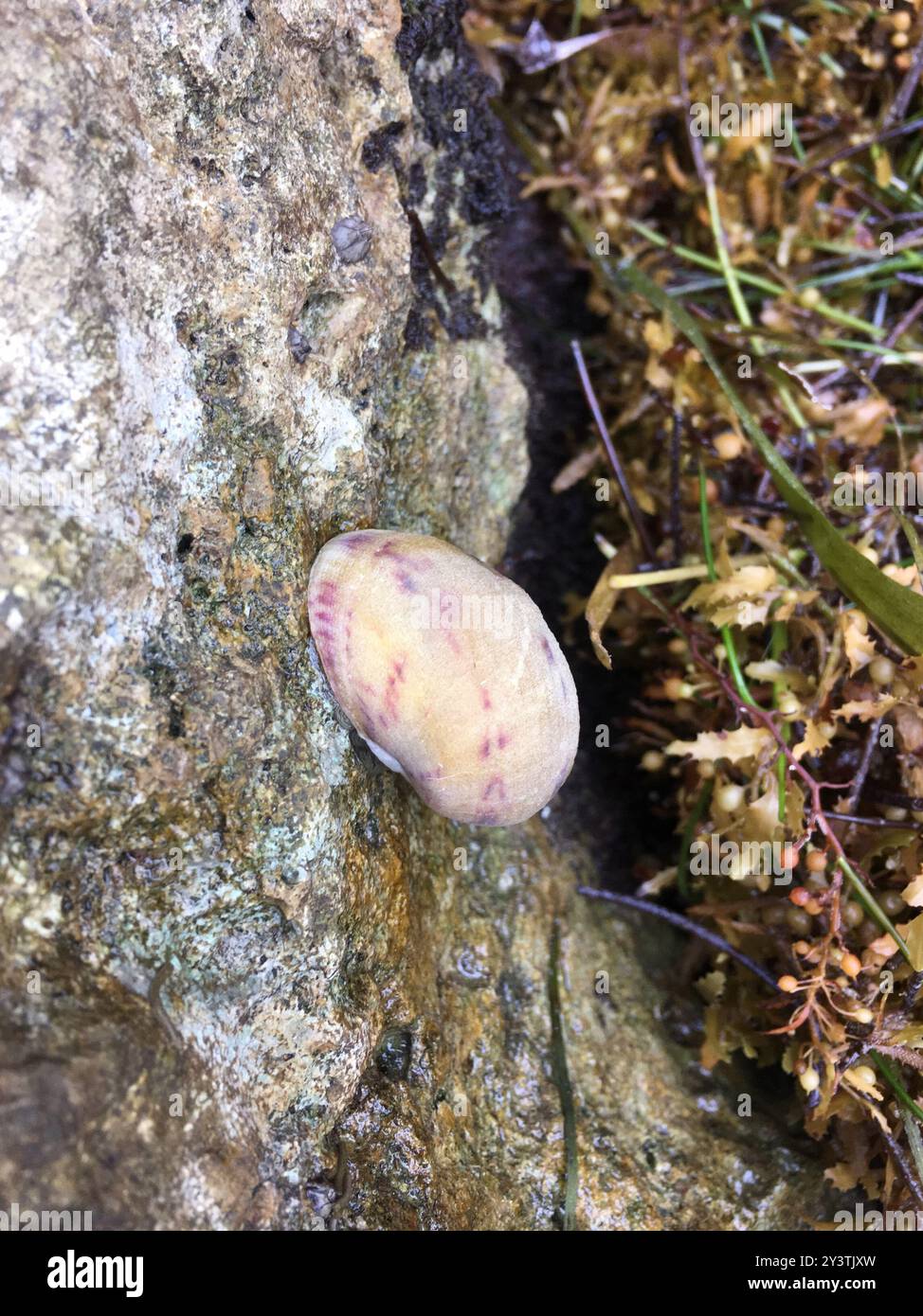 Bleeding tooth nerita hi-res stock photography and images - Alamy