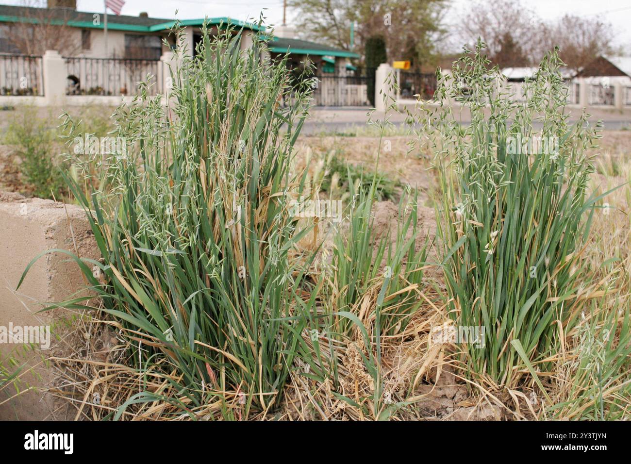 Common Oat (Avena sativa) Plantae Stock Photo - Alamy