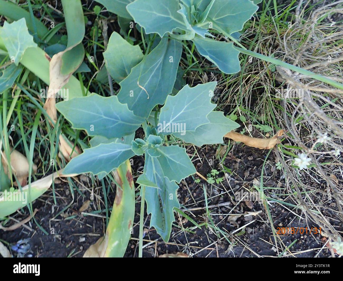 Rhomboid Ragwort (Senecio rhomboideus) Plantae Stock Photo - Alamy