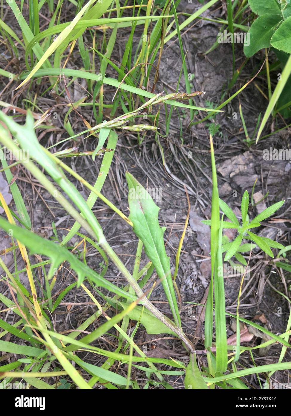 narrow-leaved hawksbeard (Crepis tectorum) Plantae Stock Photo - Alamy