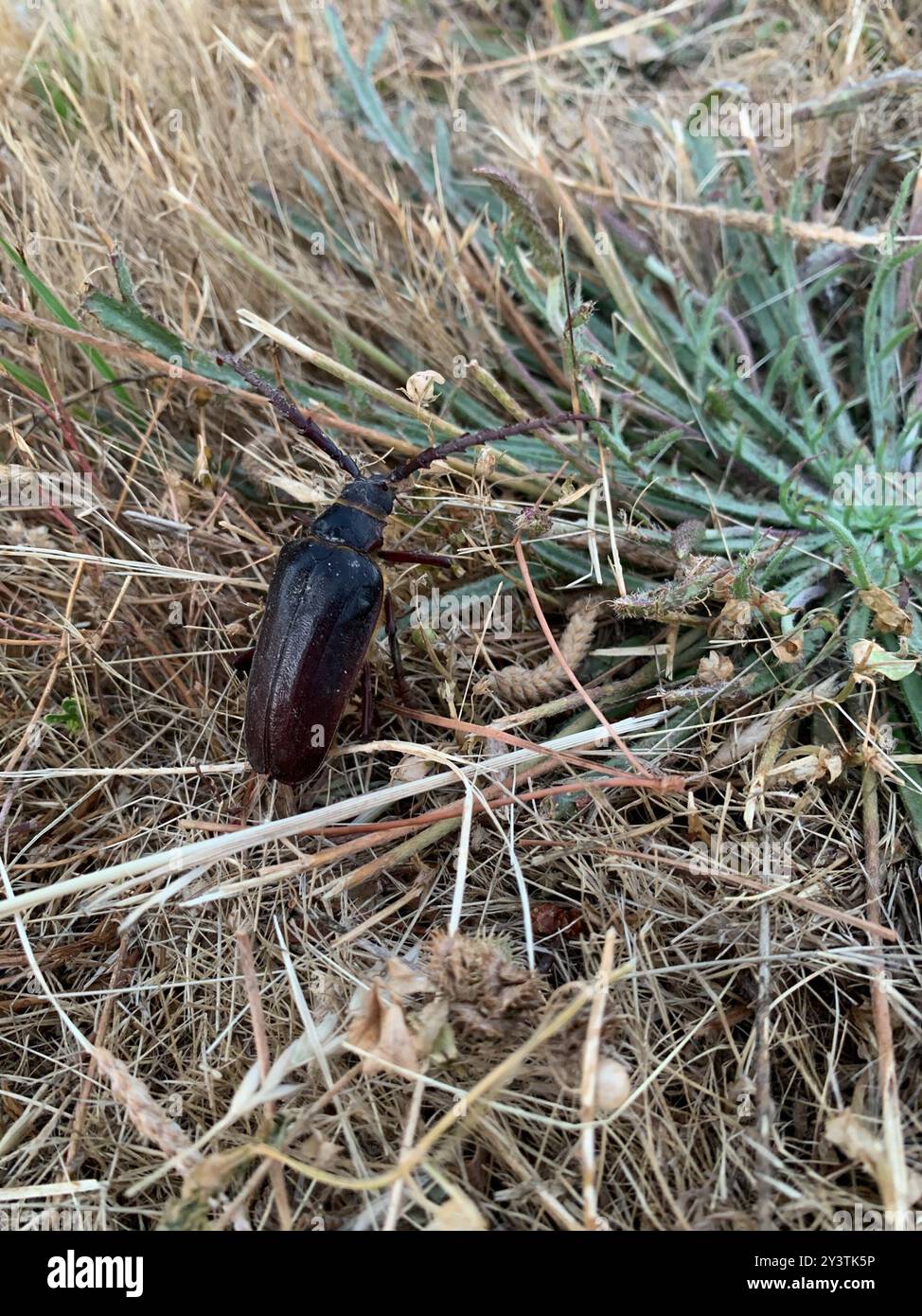 California Root Borer (Prionus californicus) Insecta Stock Photo - Alamy