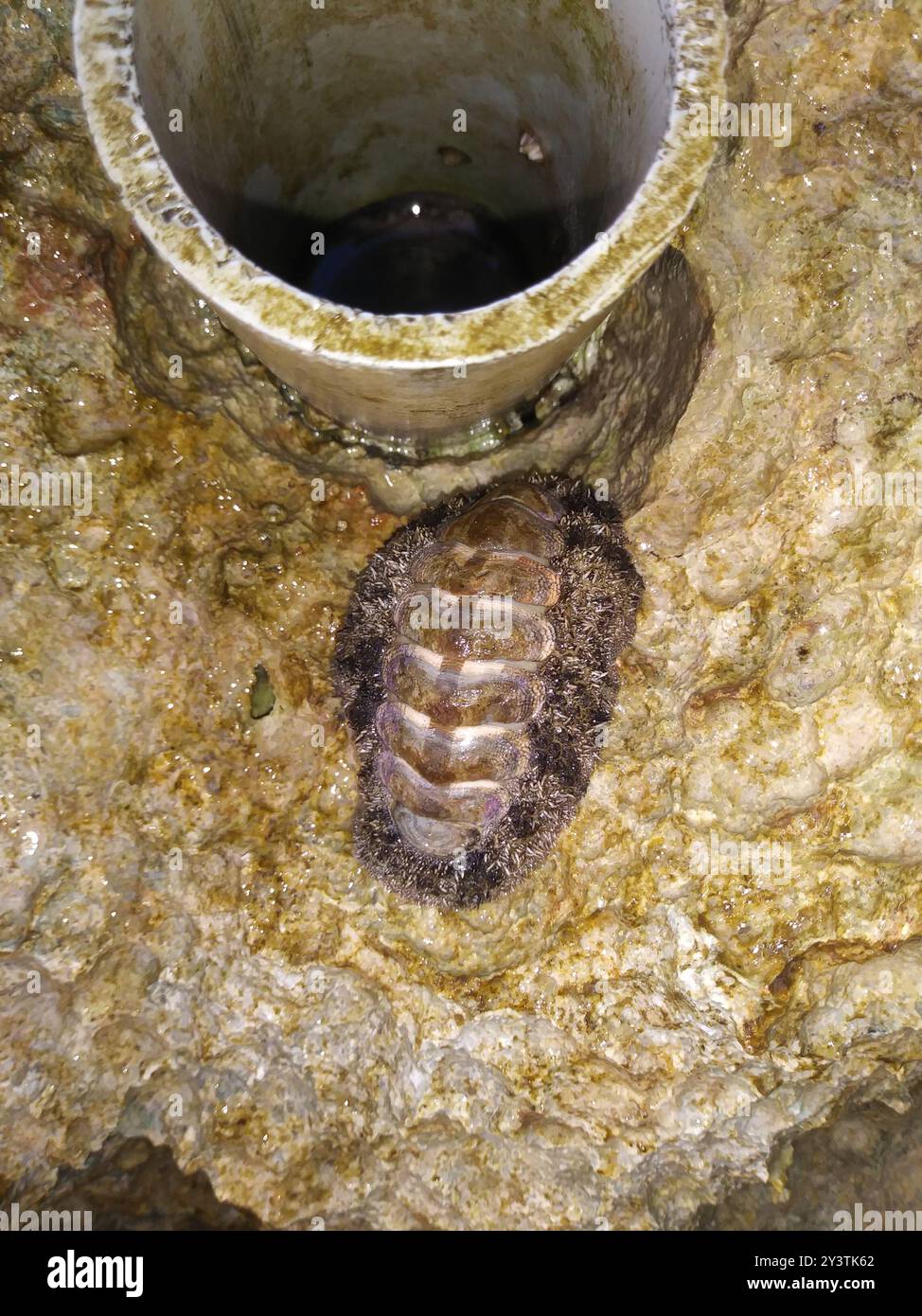 West Indian Fuzzy Chiton (Acanthopleura granulata) Mollusca Stock Photo ...