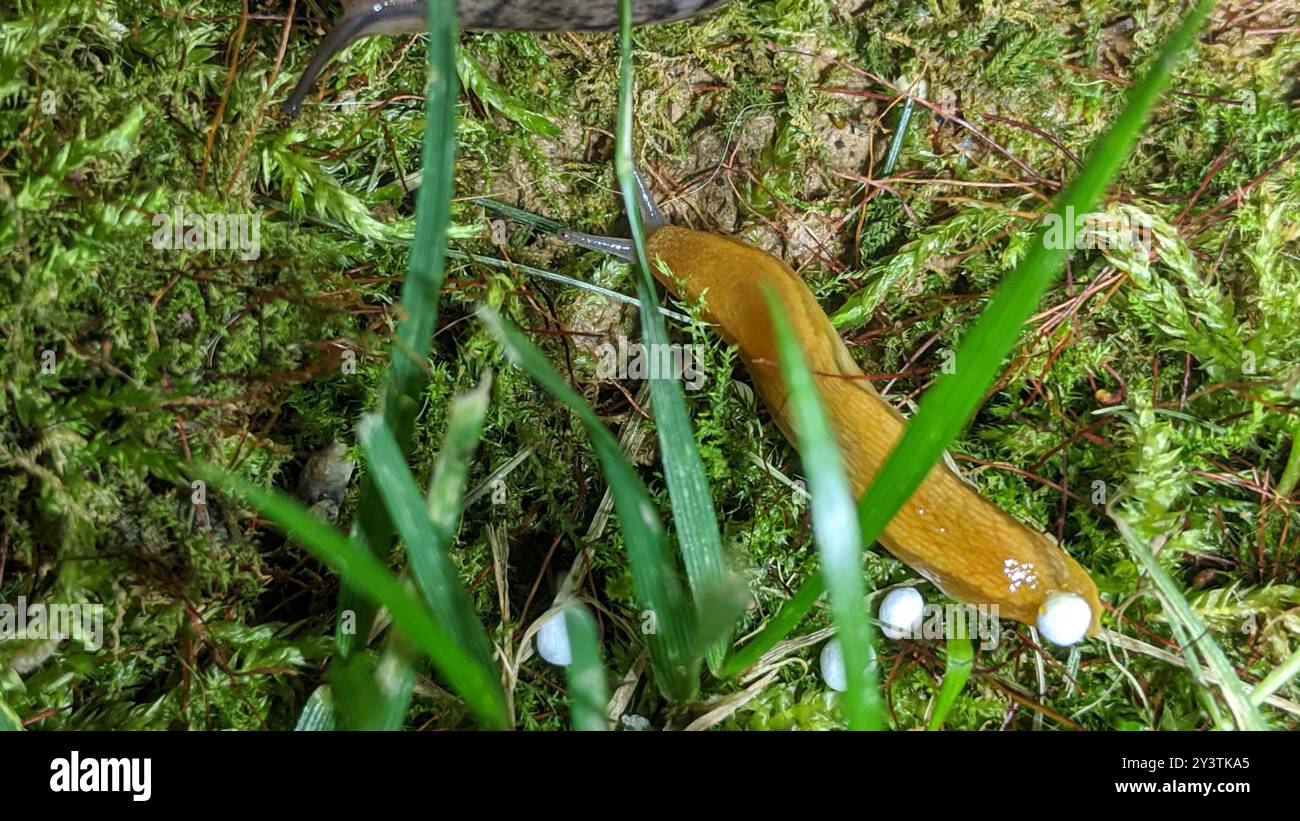 Western Dusky Slug (Arion subfuscus) Mollusca Stock Photo - Alamy