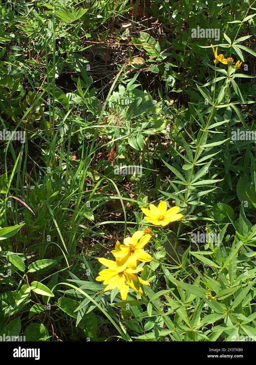 Greater Tickseed (Coreopsis major) Plantae Stock Photo - Alamy