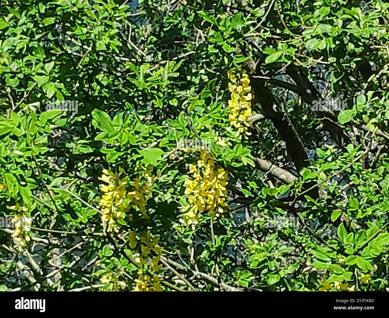 Common Laburnum (Laburnum anagyroides) Plantae Stock Photo - Alamy