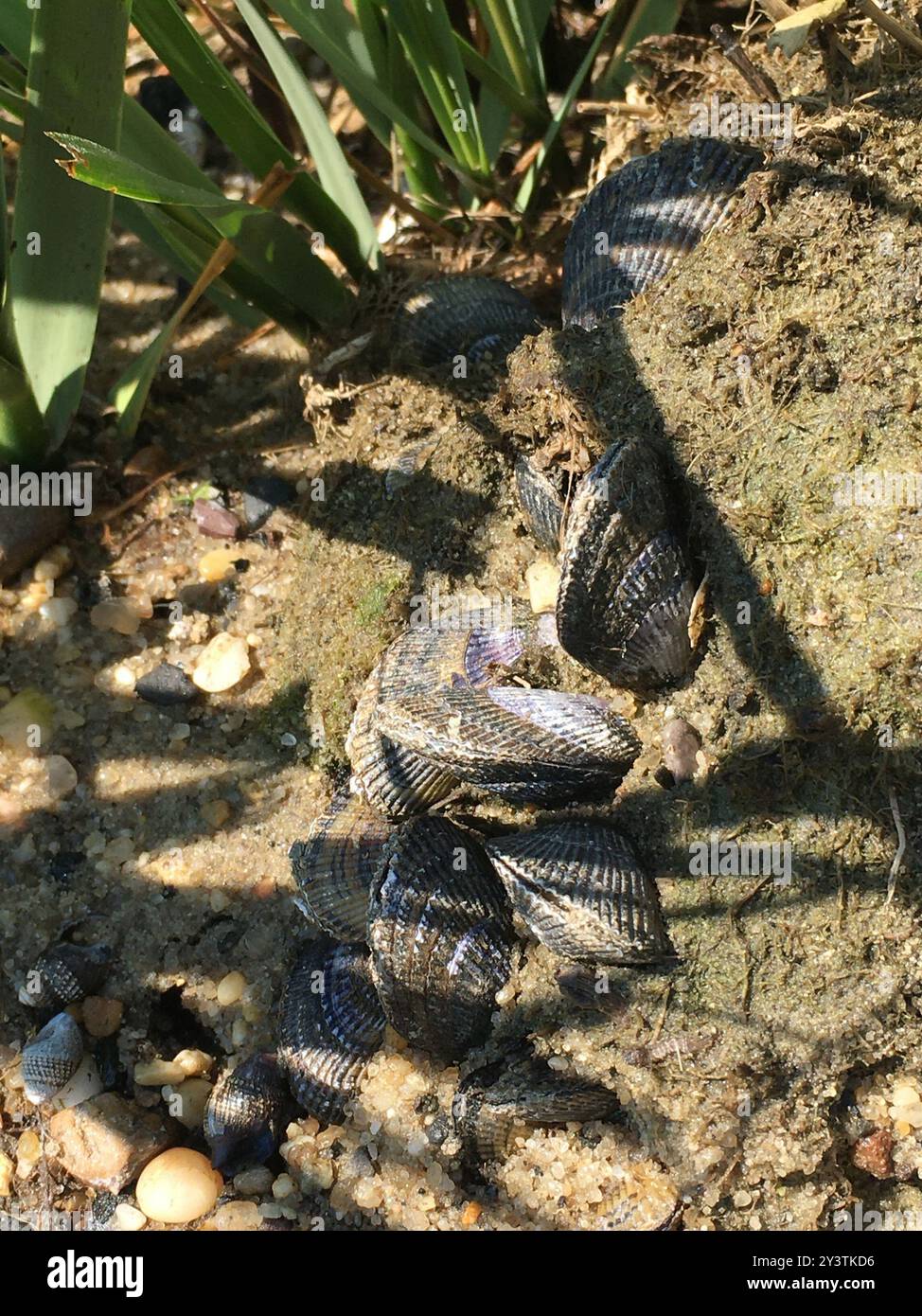 Atlantic Ribbed Mussel (Geukensia demissa) Mollusca Stock Photo - Alamy
