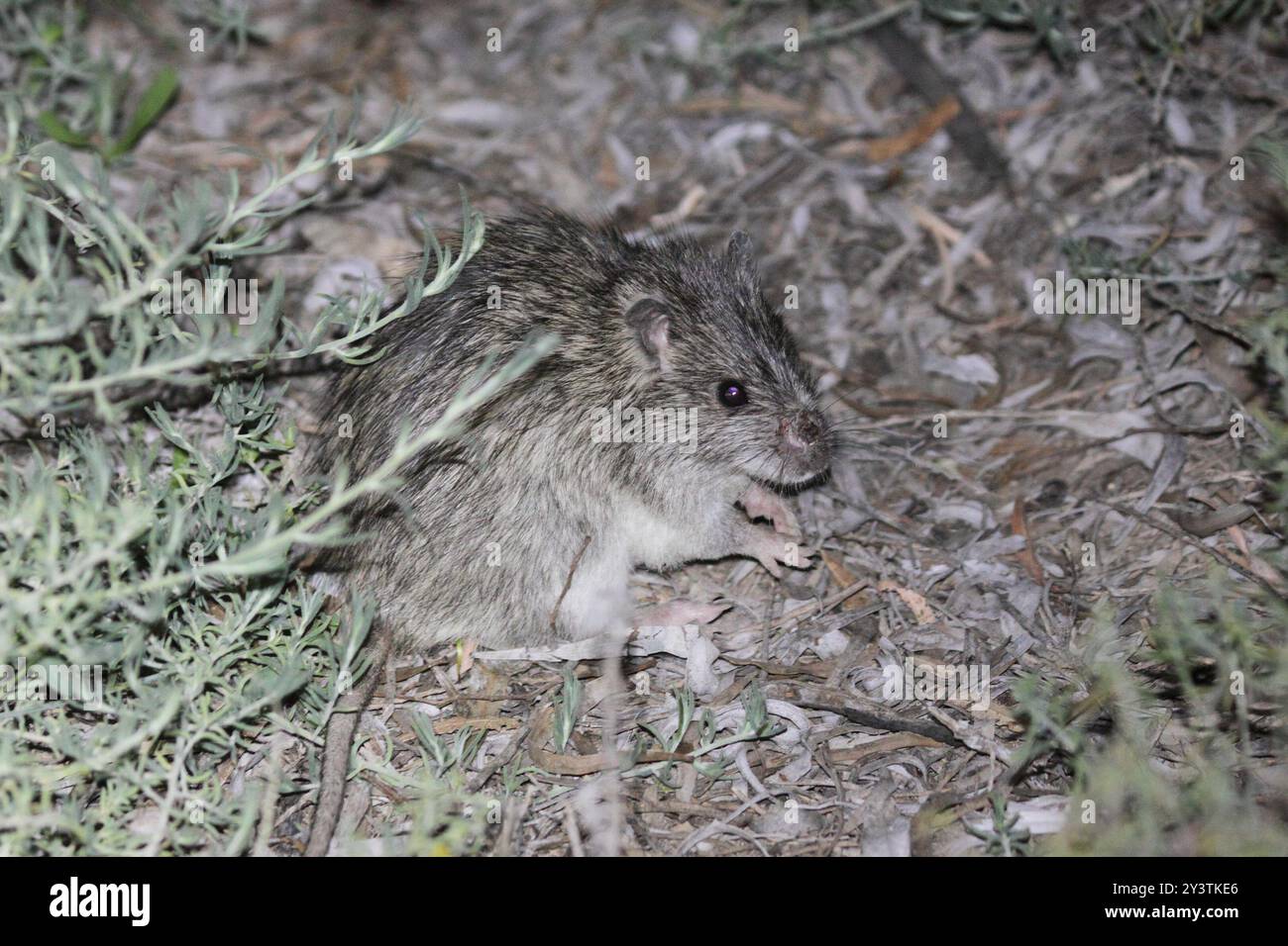 Long-haired Rat (Rattus villosissimus) Mammalia Stock Photo - Alamy
