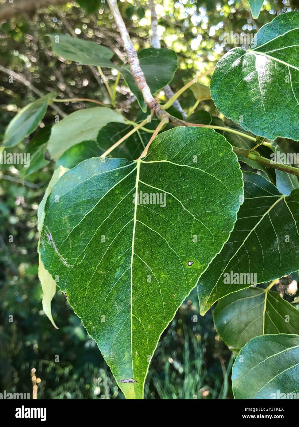 black cottonwood (Populus trichocarpa) Plantae Stock Photo - Alamy