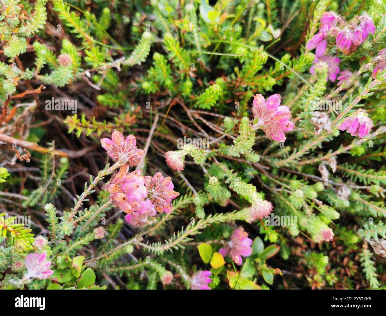 Cross-leaved Heath (Erica tetralix) Plantae Stock Photo - Alamy