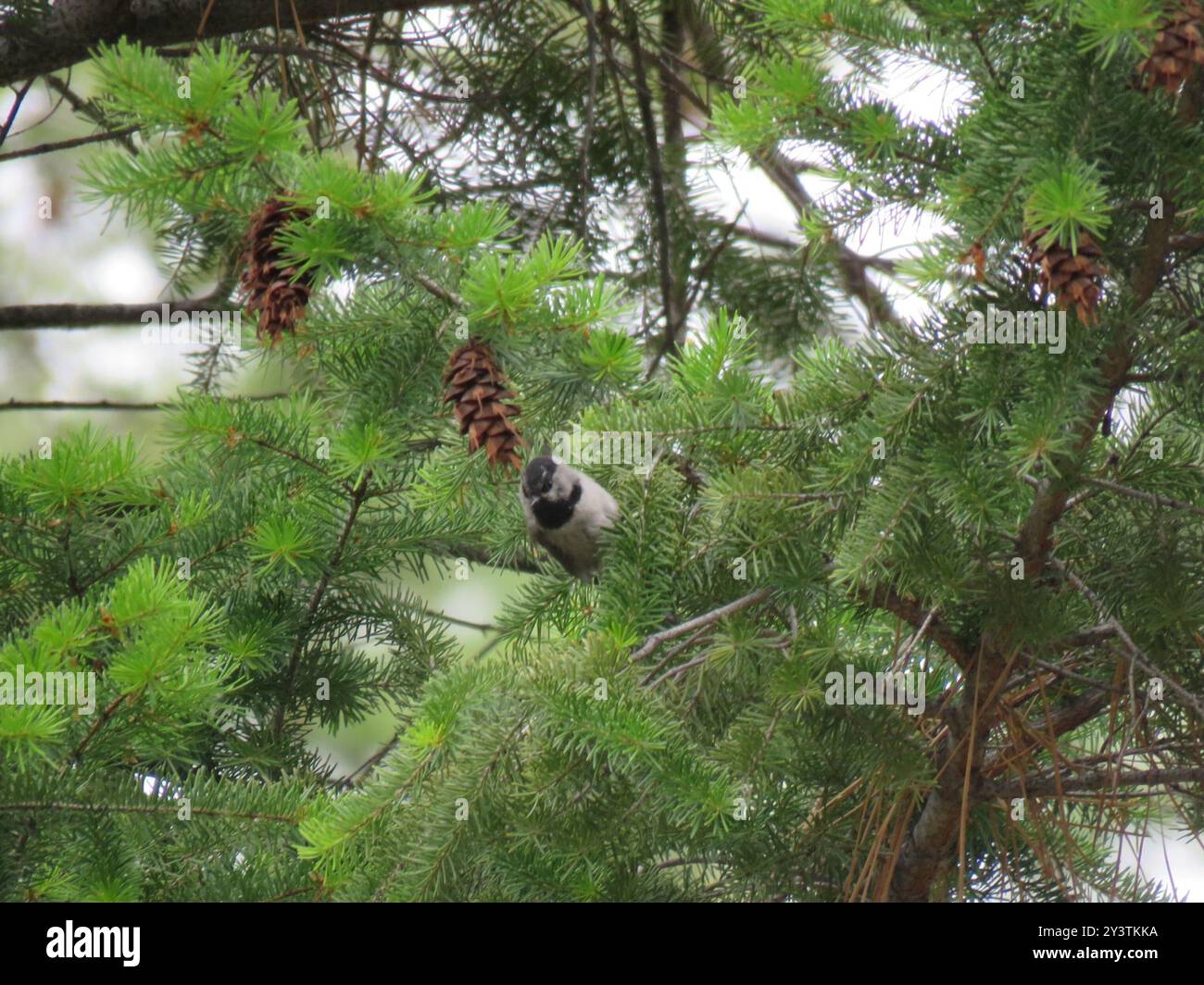 Mountain Chickadee (Poecile gambeli) Aves Stock Photo - Alamy