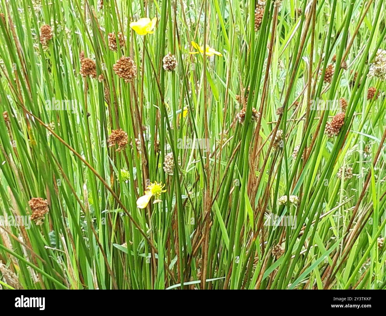 Soft Rush (Juncus effusus) Plantae Stock Photo - Alamy