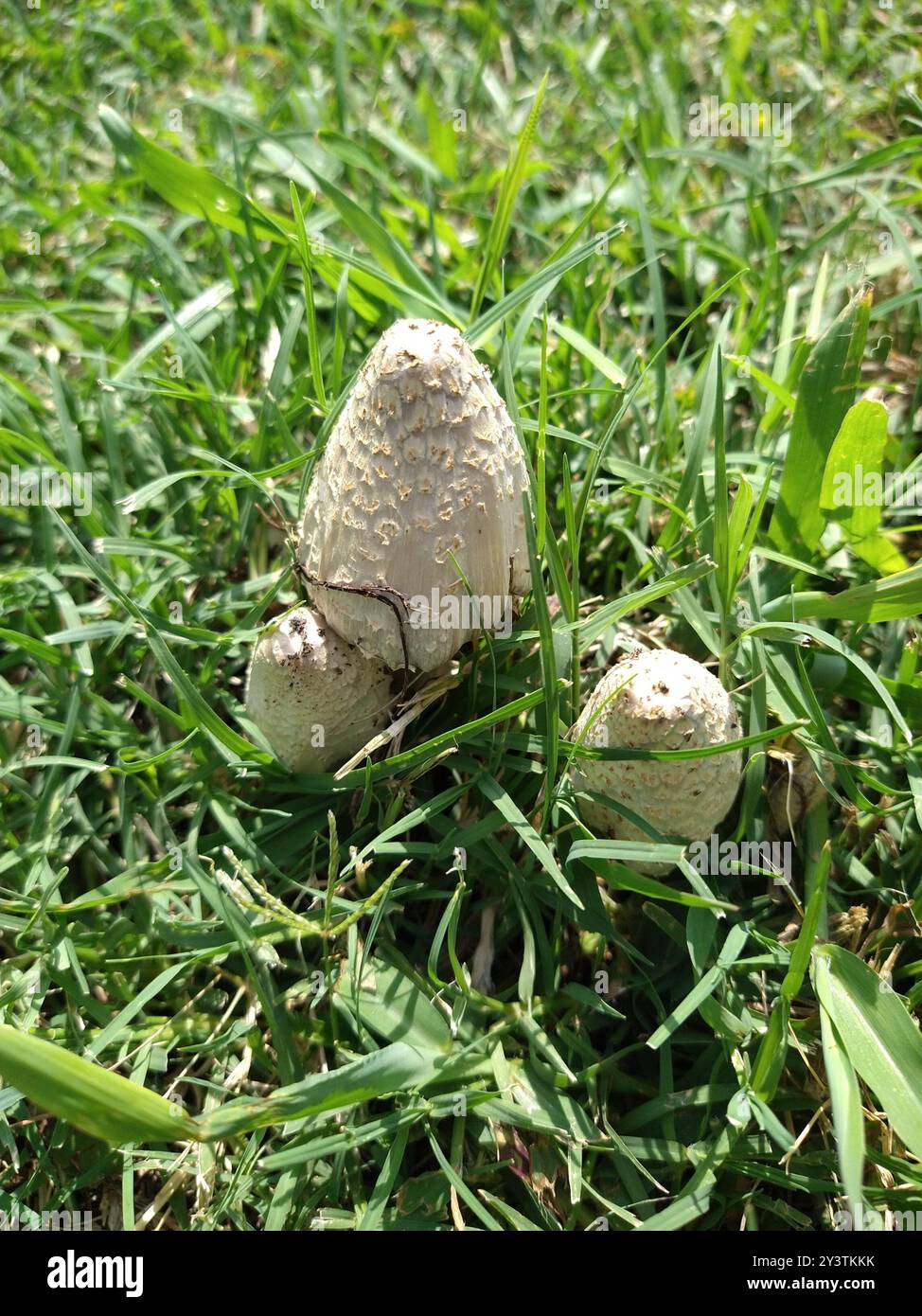 scaly ink cap (Coprinopsis variegata) Fungi Stock Photo - Alamy