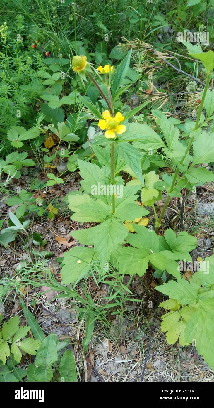 Yellow Avens (Geum aleppicum) Plantae Stock Photo - Alamy