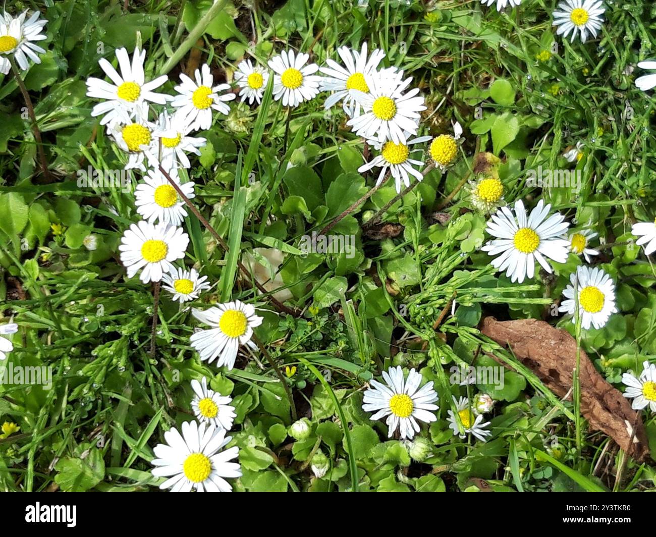 Lawn daisy (Bellis perennis) Plantae Stock Photo - Alamy