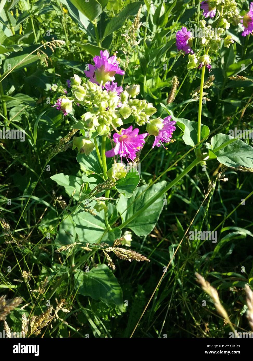 Wild Four o'Clock (Mirabilis nyctaginea) Plantae Stock Photo - Alamy