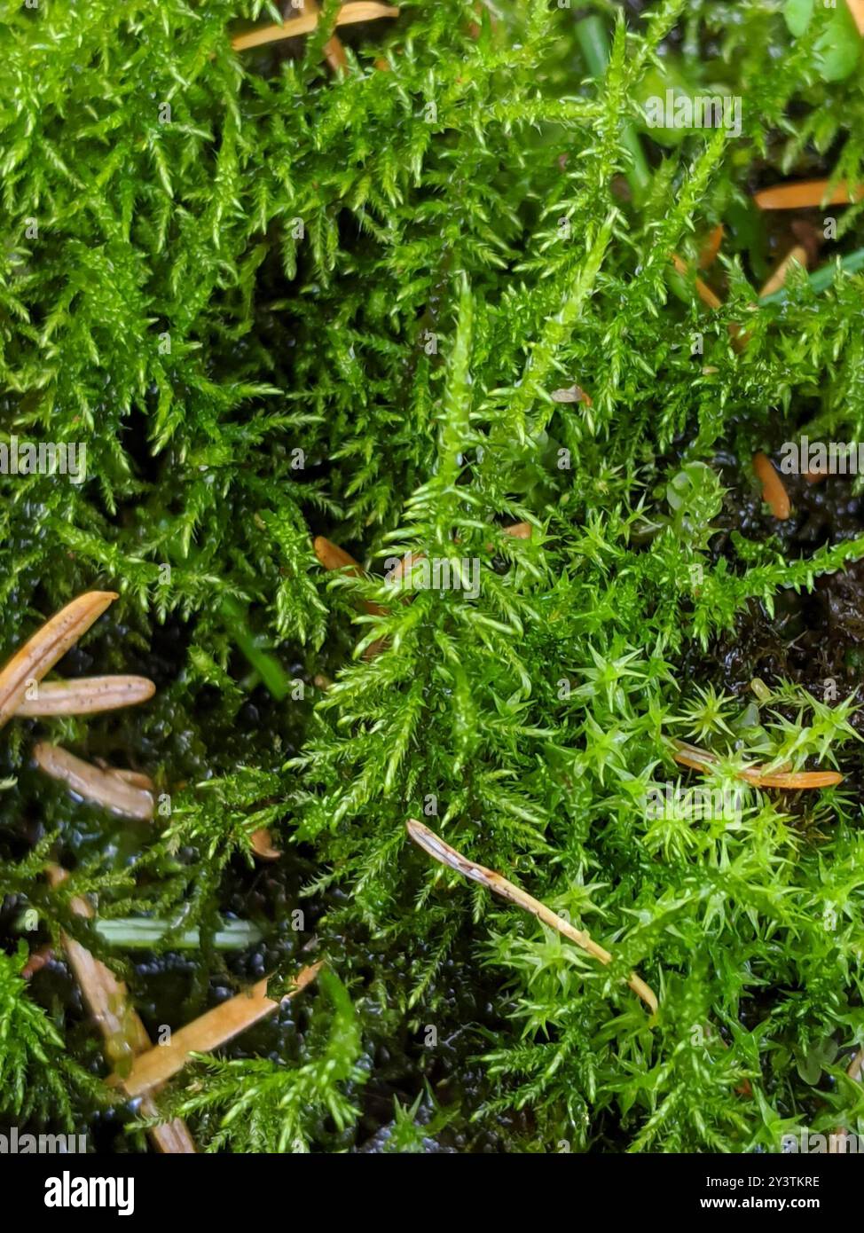 Common Feather-moss (Kindbergia praelonga) Plantae Stock Photo - Alamy