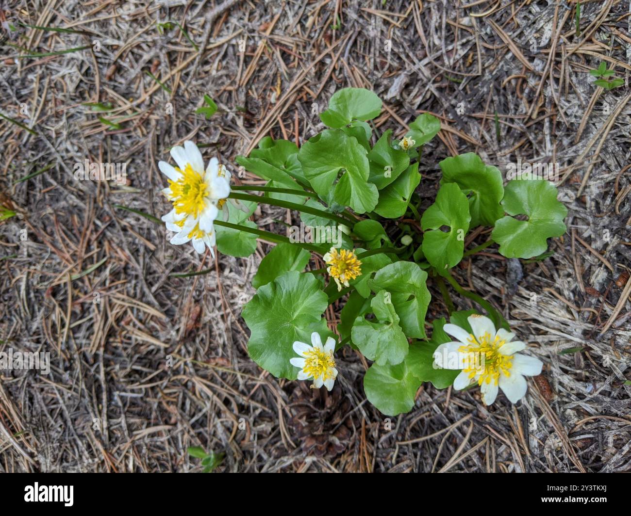 white marsh marigold (Caltha leptosepala) Plantae Stock Photo - Alamy