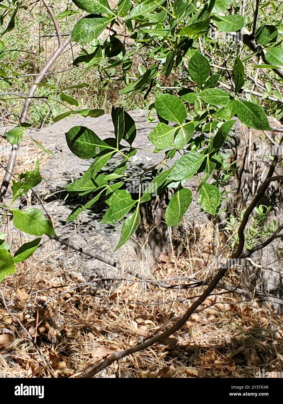 common hoptree (Ptelea trifoliata) Plantae Stock Photo - Alamy