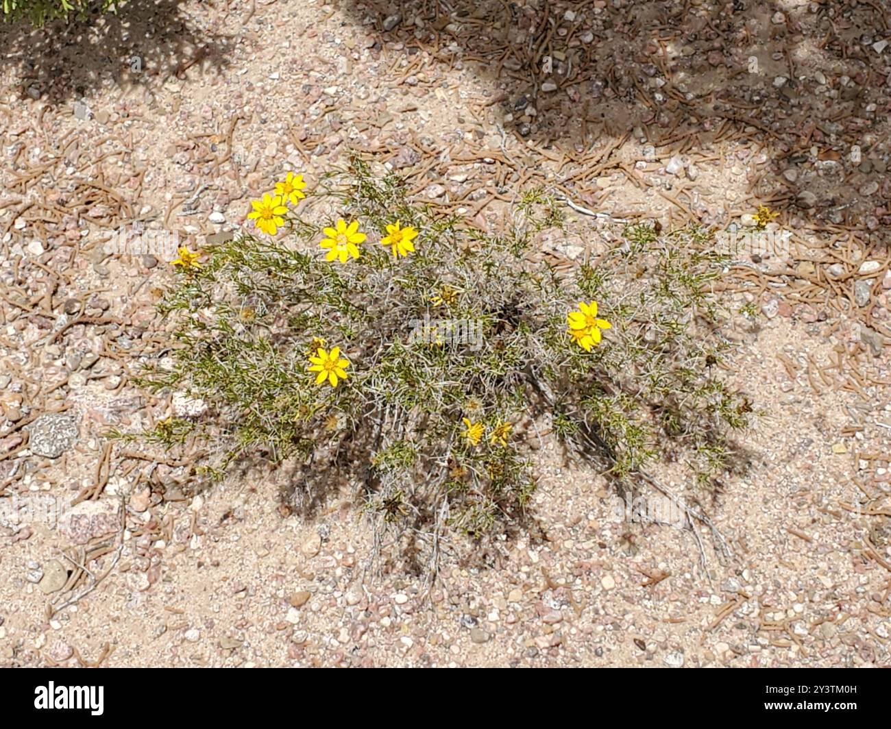 pricklyleaf dogweed (Thymophylla acerosa) Plantae Stock Photo - Alamy