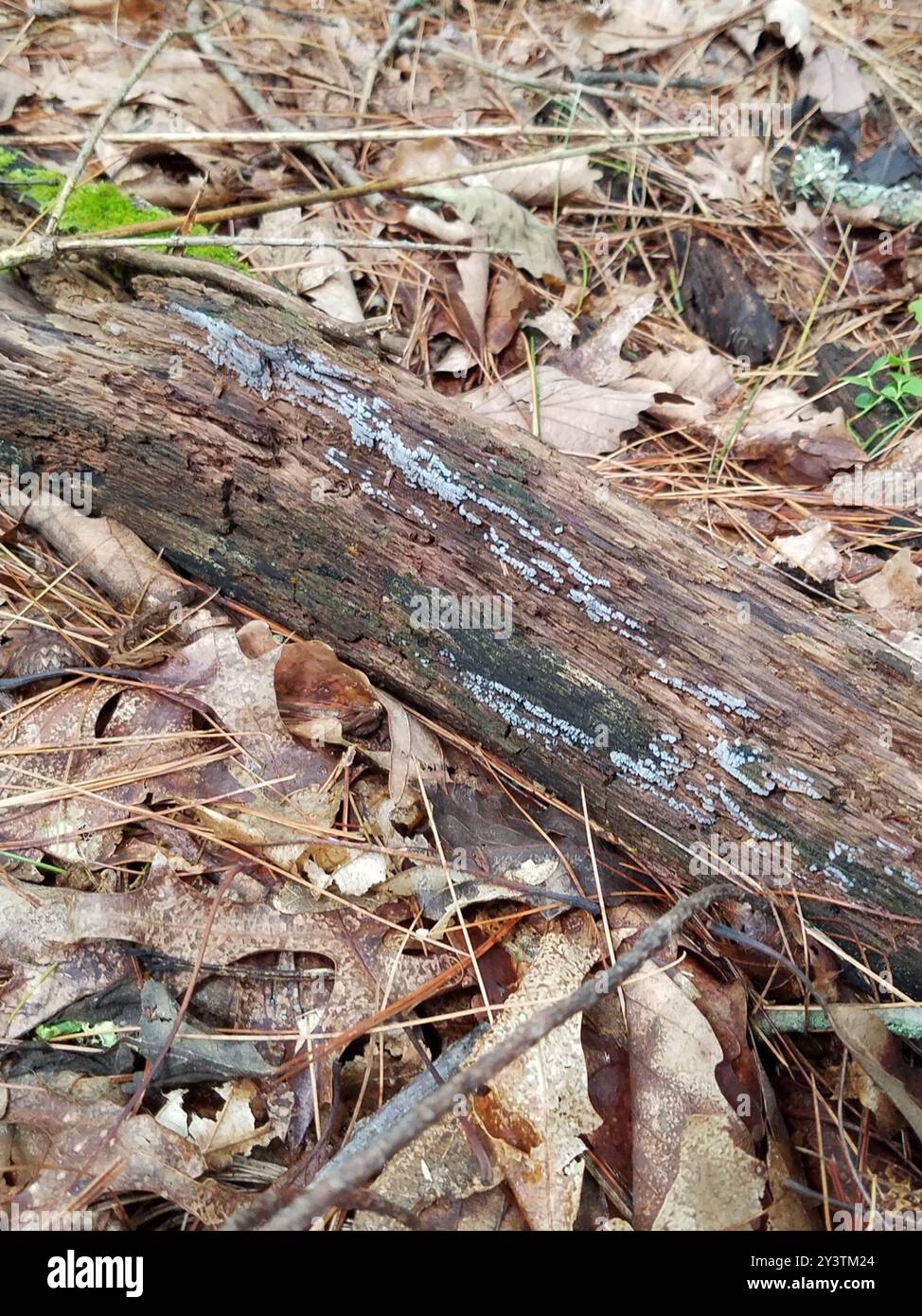 Honeycomb Coral Slime Mold (Ceratiomyxa fruticulosa) Protozoa Stock ...