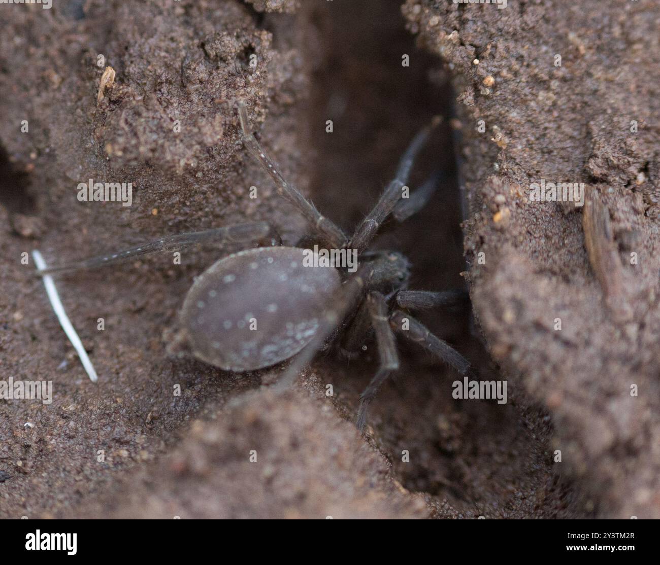 Wolf Spiders and Allies (Lycosoidea) Arachnida Stock Photo - Alamy