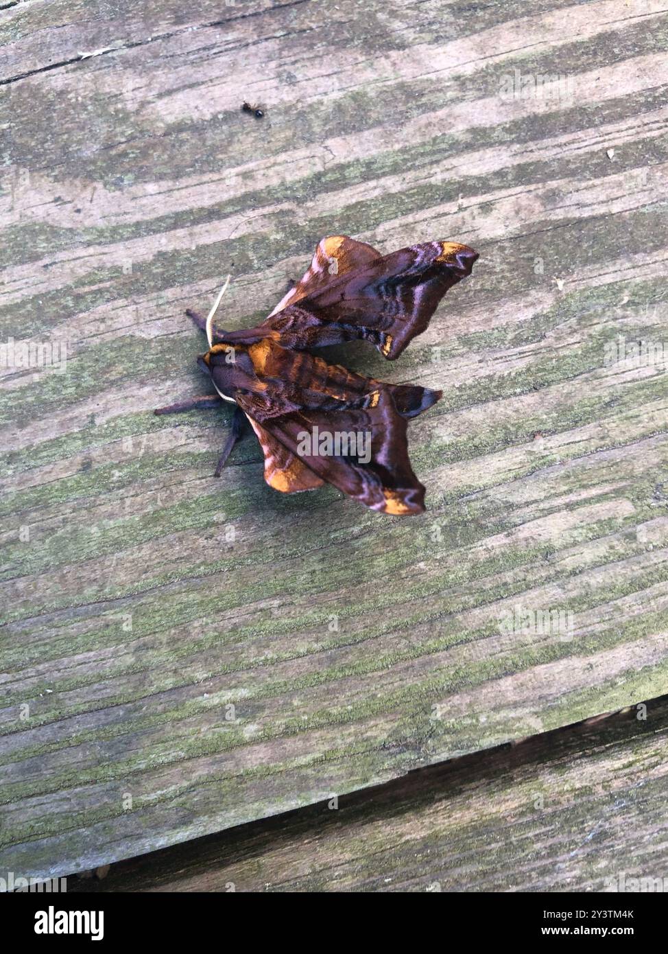 Small-eyed Sphinx (Paonias myops) Insecta Stock Photo - Alamy