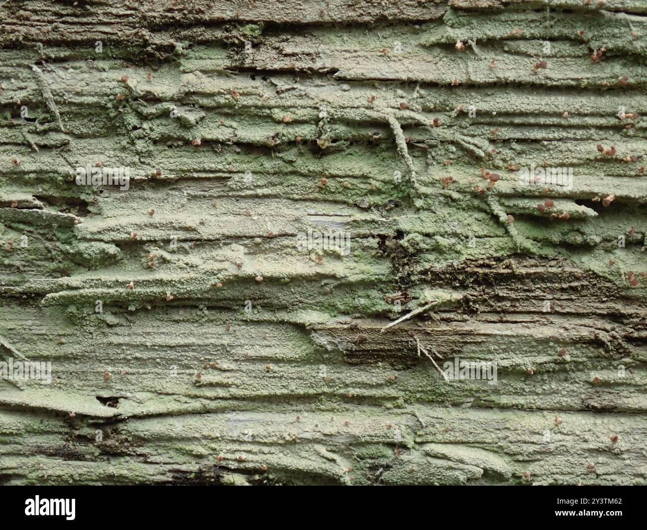 Brown Beret Lichen (Baeomyces rufus) Fungi Stock Photo - Alamy