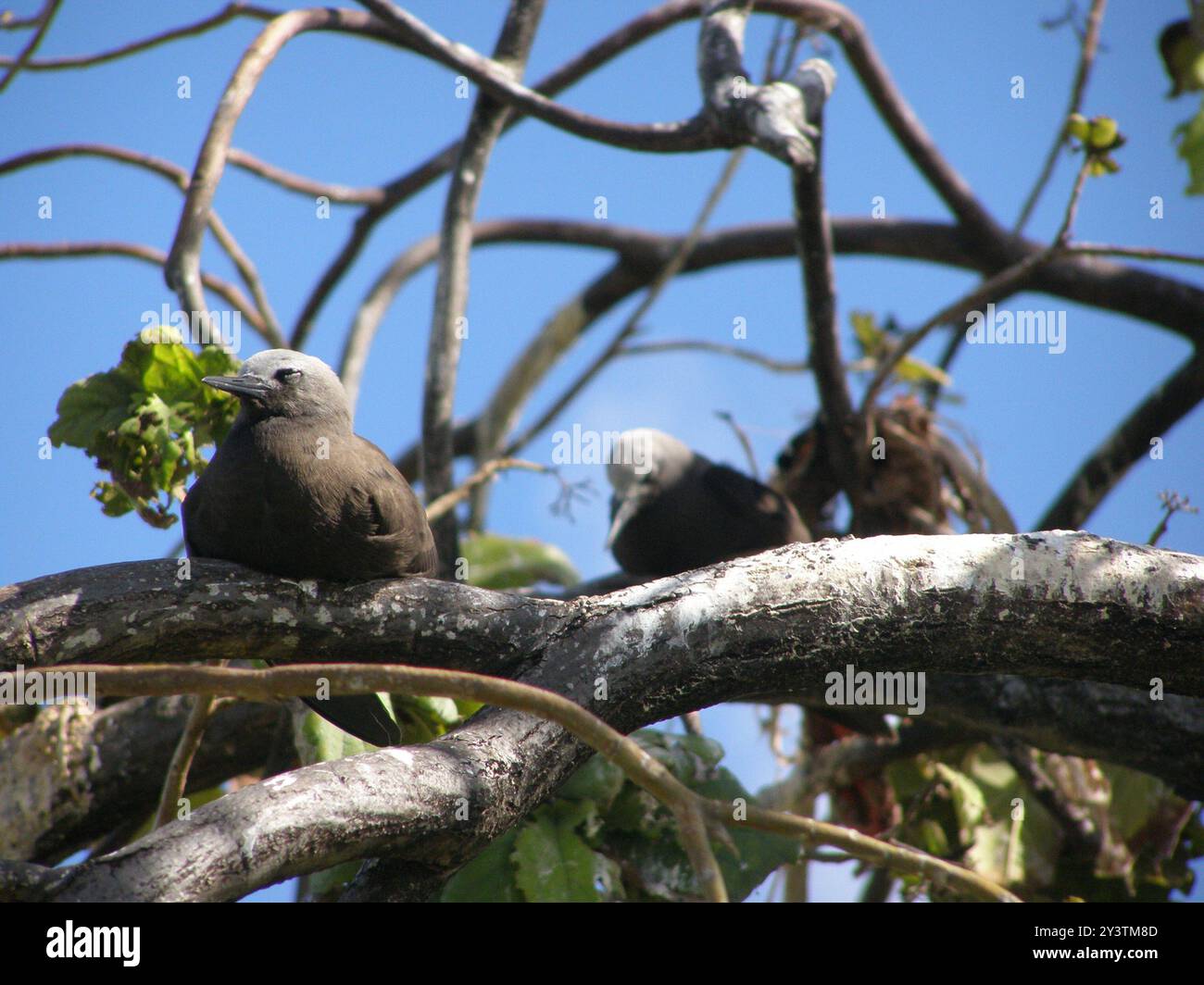 Lesser Noddy (Anous tenuirostris) Aves Stock Photo - Alamy