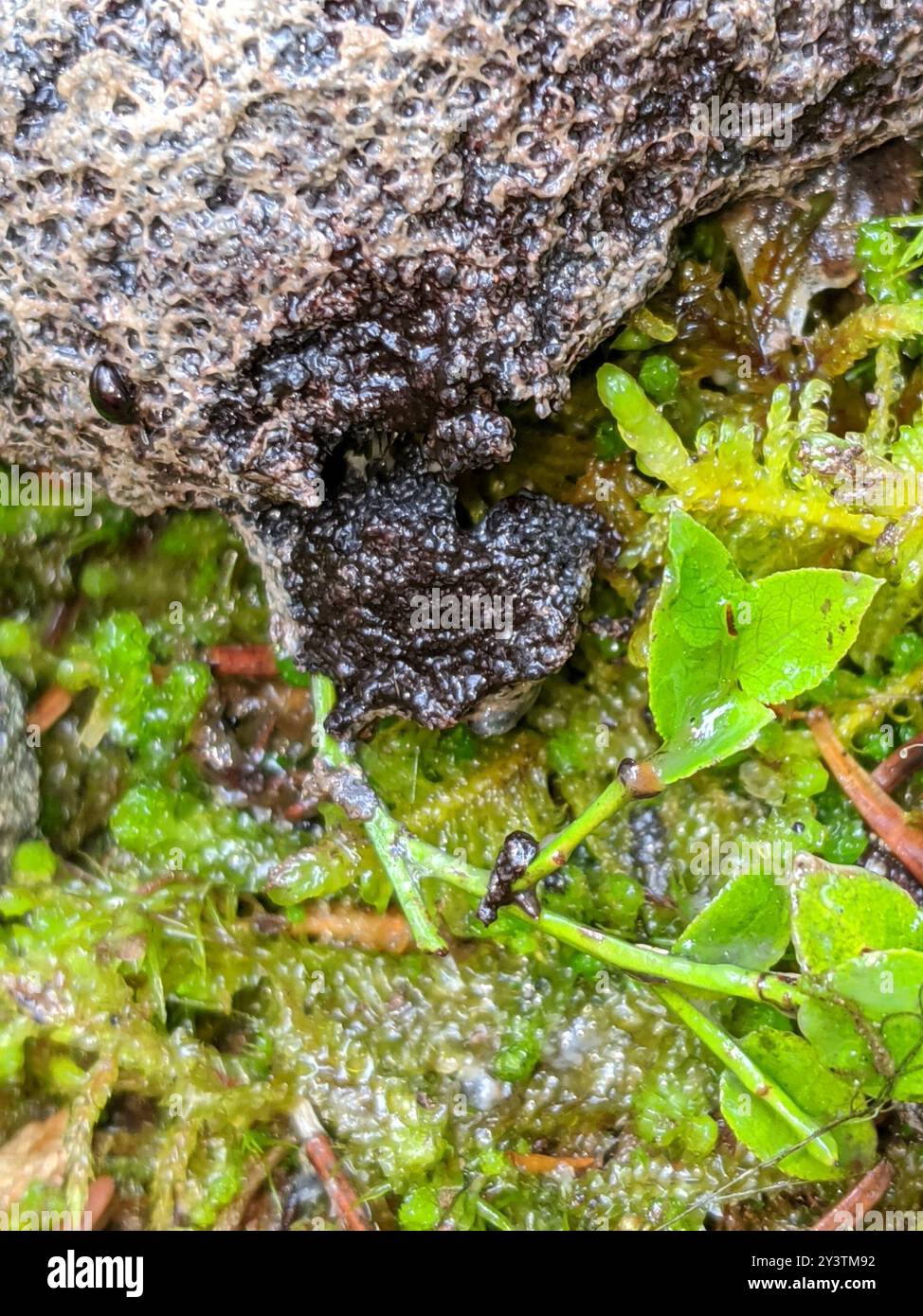 slime molds (Mycetozoa) Protozoa Stock Photo - Alamy