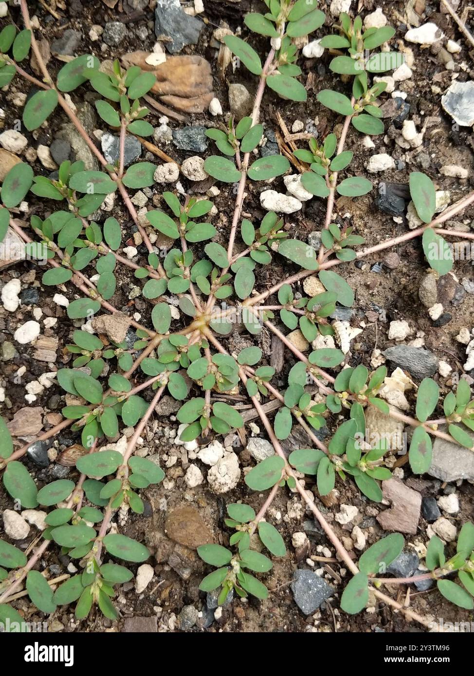 Spotted spurge (Euphorbia maculata) Plantae Stock Photo - Alamy