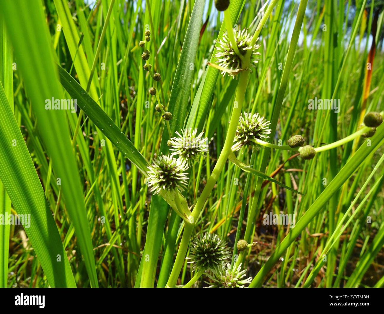 Branched Bur-reed (Sparganium erectum) Plantae Stock Photo - Alamy