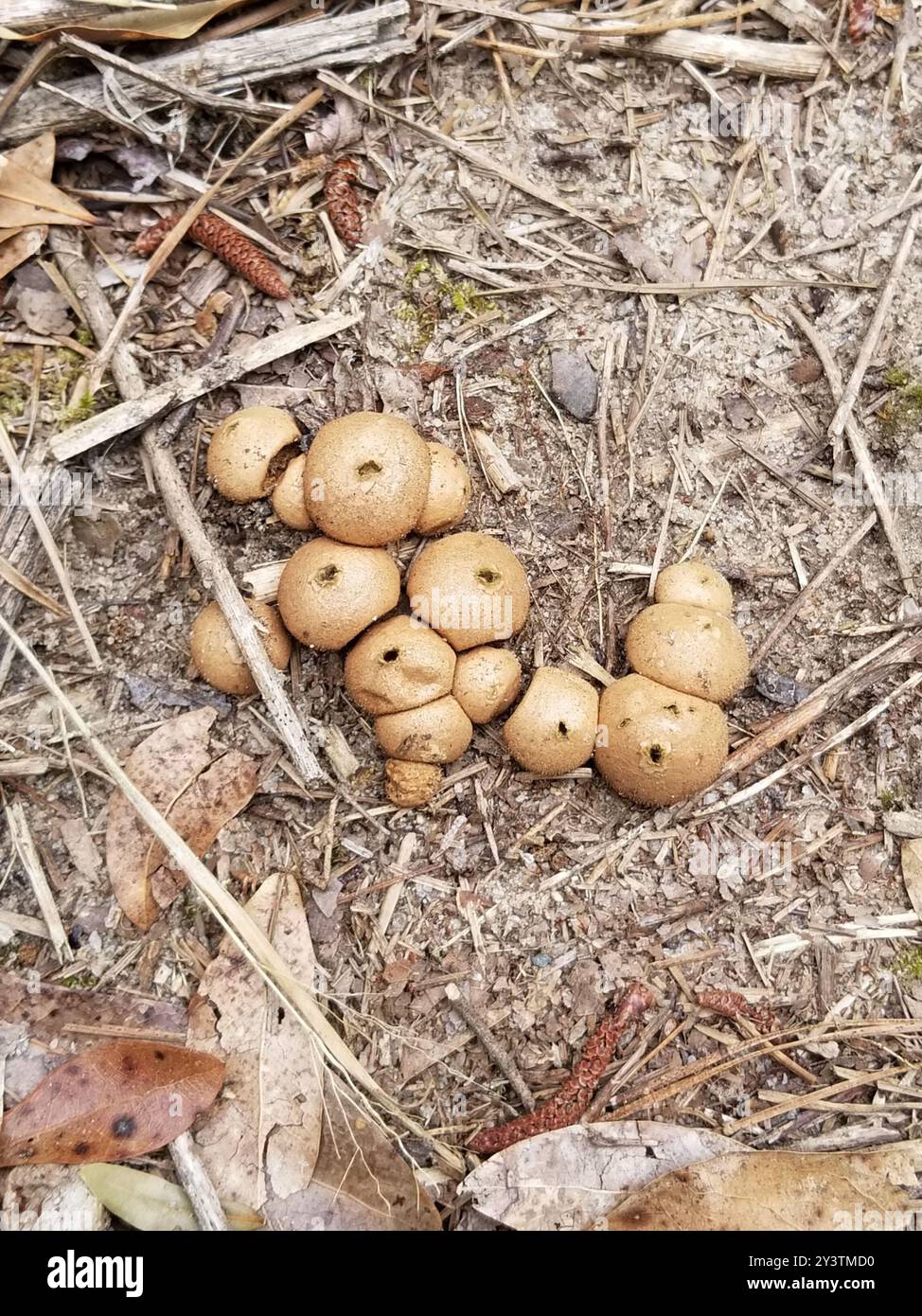 puffballs (Lycoperdaceae) Fungi Stock Photo - Alamy
