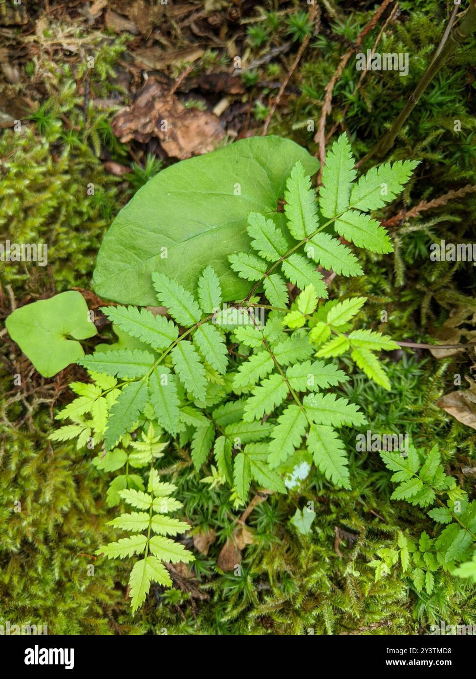 Cascade Mountain-Ash (Sorbus scopulina cascadensis) Plantae Stock Photo ...