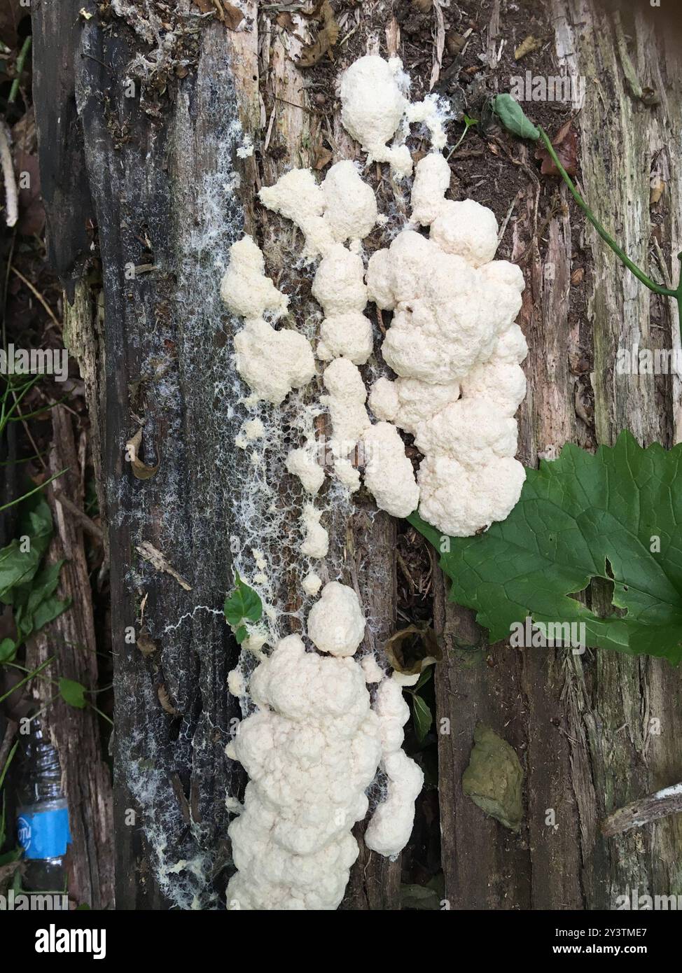 (Fuligo septica candida) Protozoa Stock Photo - Alamy