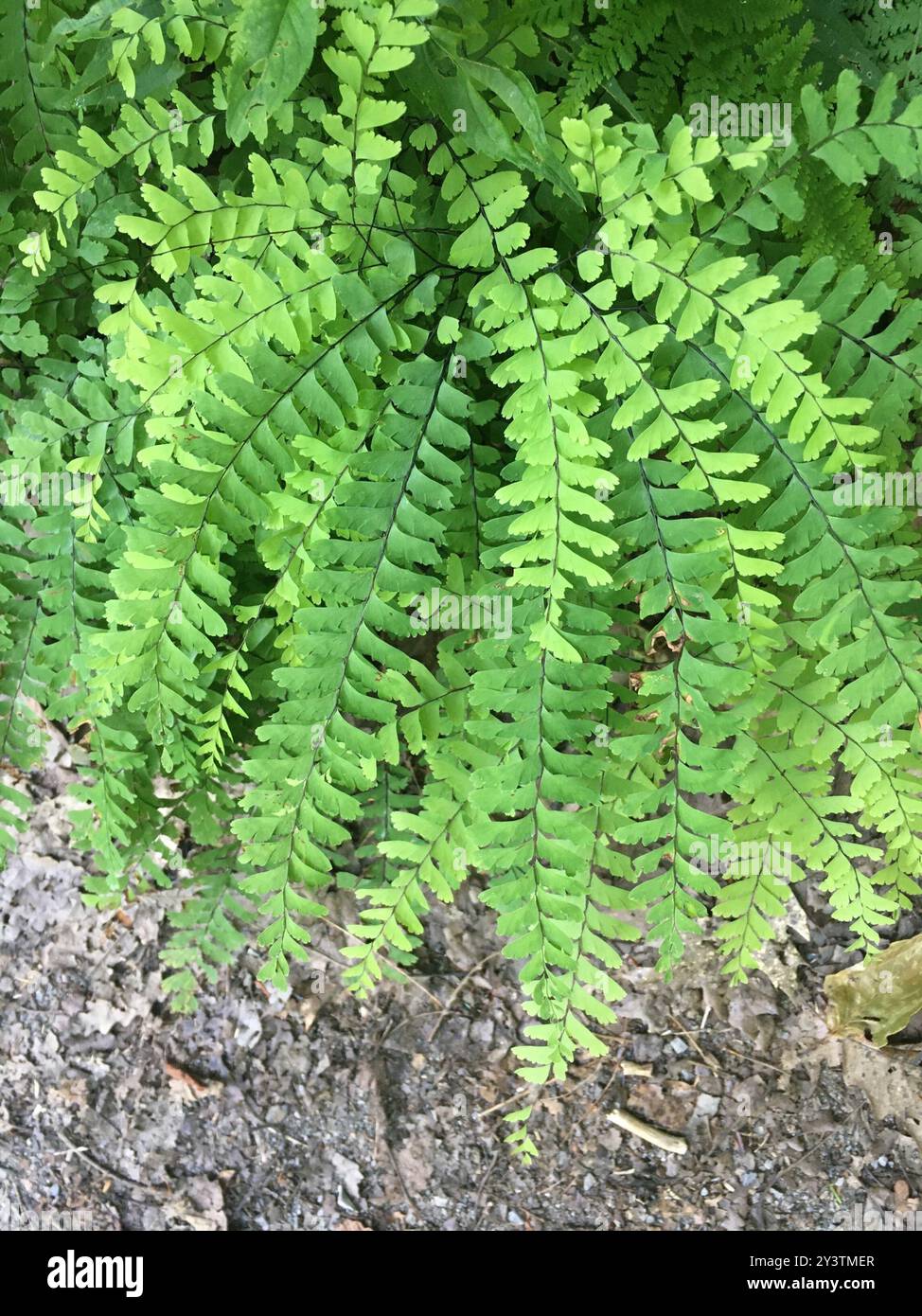 northern maidenhair fern (Adiantum pedatum) Plantae Stock Photo - Alamy