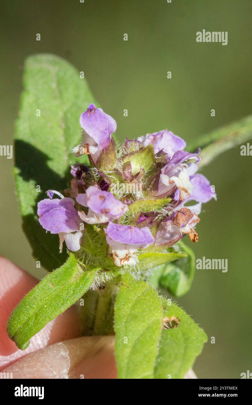 common selfheal (Prunella vulgaris) Plantae Stock Photo - Alamy