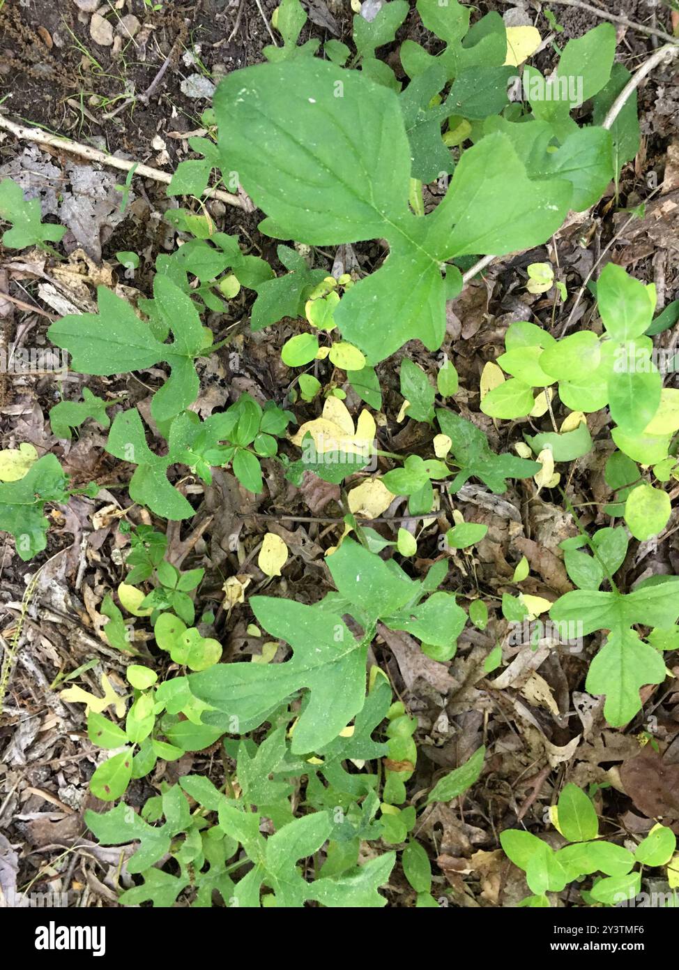 rattlesnake roots (Nabalus) Plantae Stock Photo - Alamy