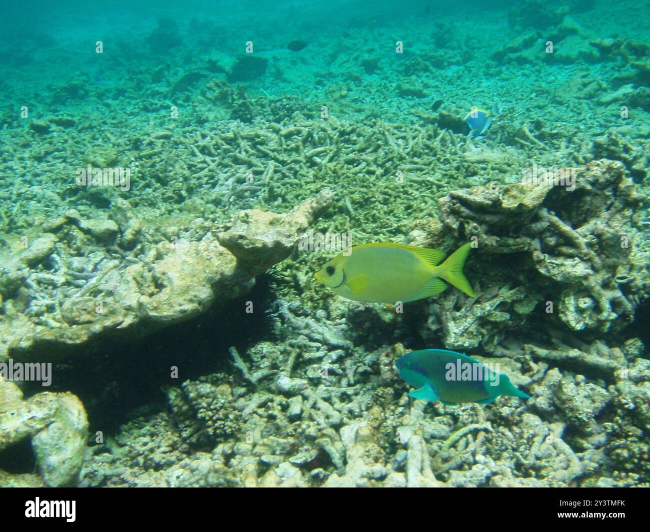 Coral Rabbitfish (Siganus corallinus) Actinopterygii Stock Photo - Alamy