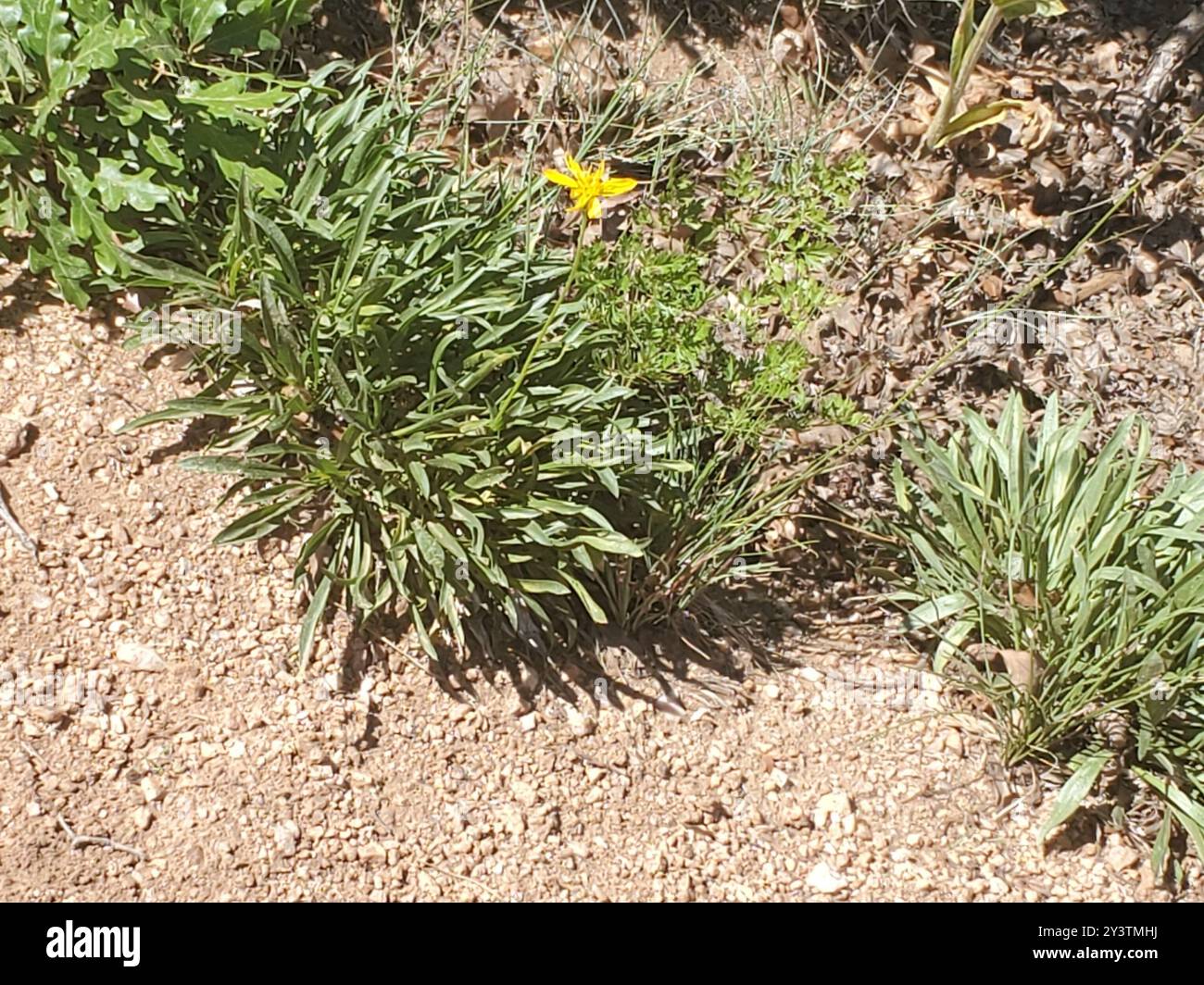 Thrift Mock Goldenweed (Stenotus armerioides) Plantae Stock Photo - Alamy