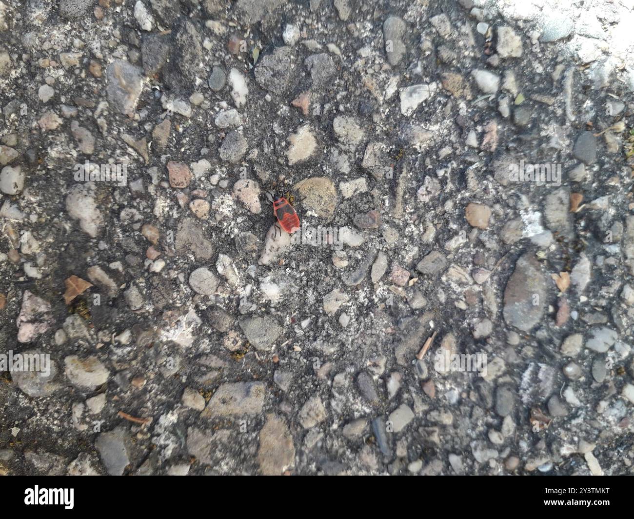 European Firebug (Pyrrhocoris apterus) Insecta Stock Photo - Alamy