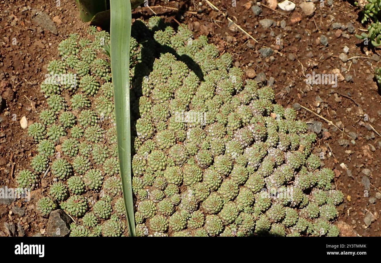 Lion Spoor (Euphorbia clavarioides) Plantae Stock Photo - Alamy