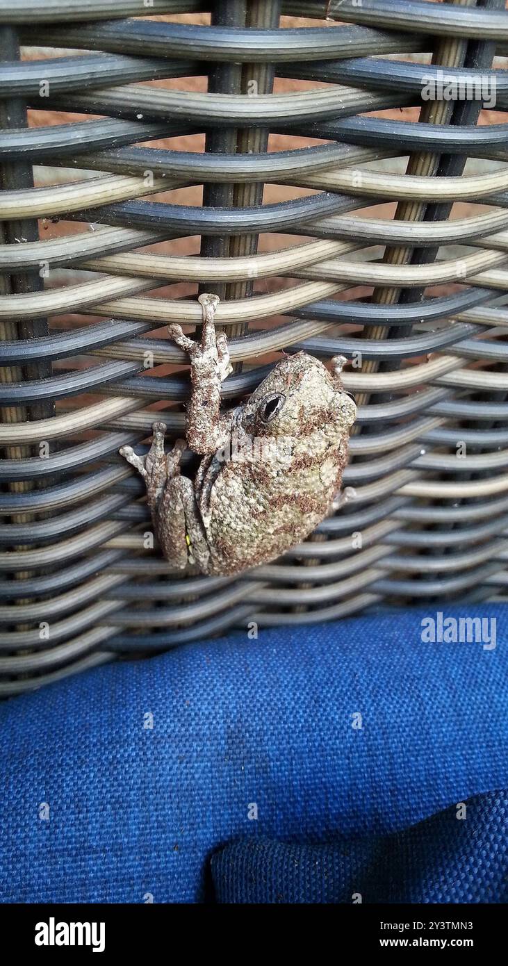 Cope's Gray Treefrog (Hyla chrysoscelis) Amphibia Stock Photo - Alamy