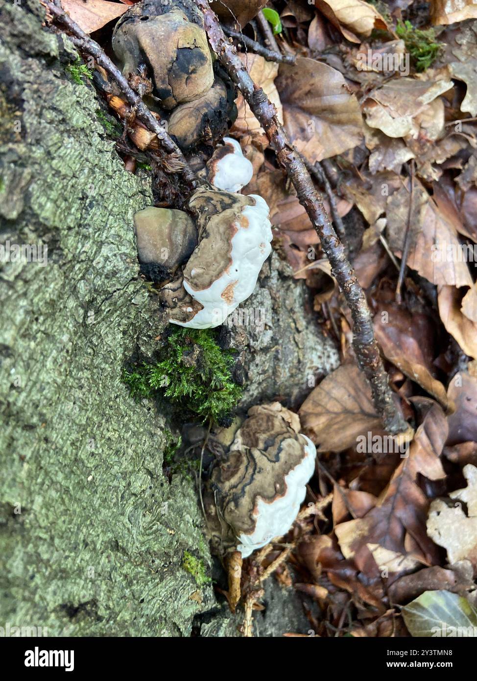 artist's bracket (Ganoderma applanatum) Fungi Stock Photo - Alamy